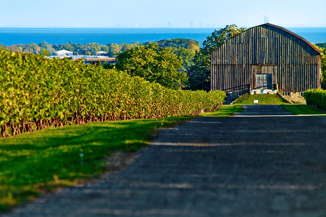 Cave Spring Cellars - Niagara Wineries