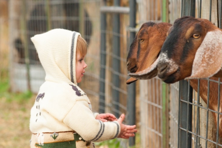 Hands On: Niagara’s Best Petting Zoos